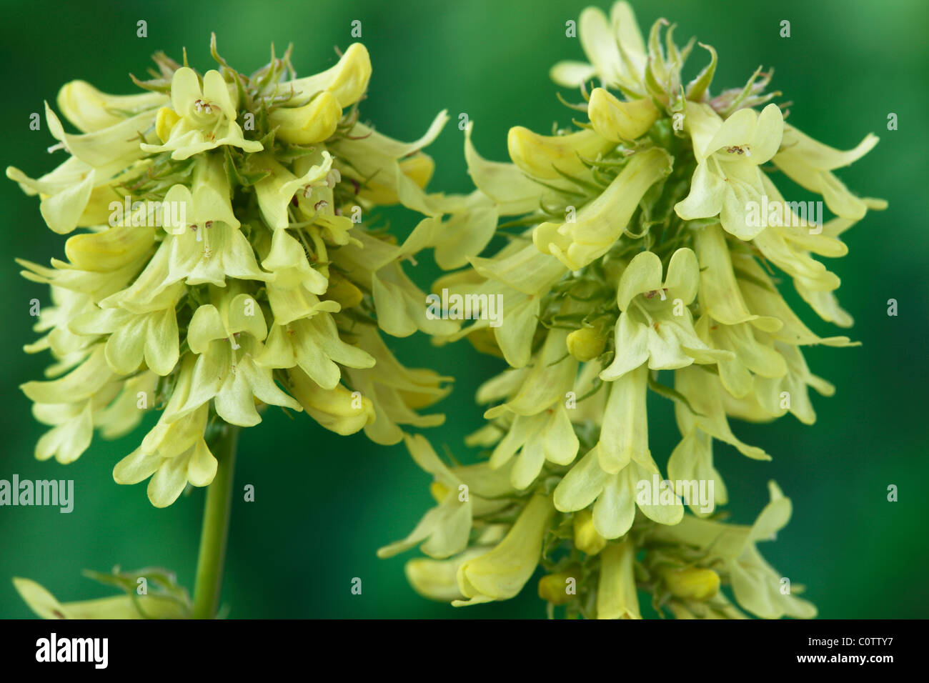 Penstemon confertus hi-res stock photography and images - Alamy