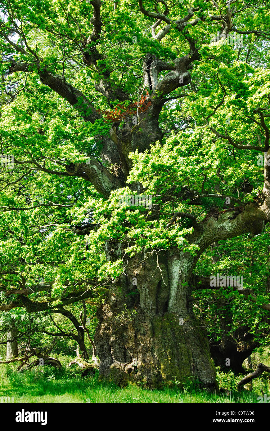 A beautiful example of a veteran oak tree Stock Photo - Alamy