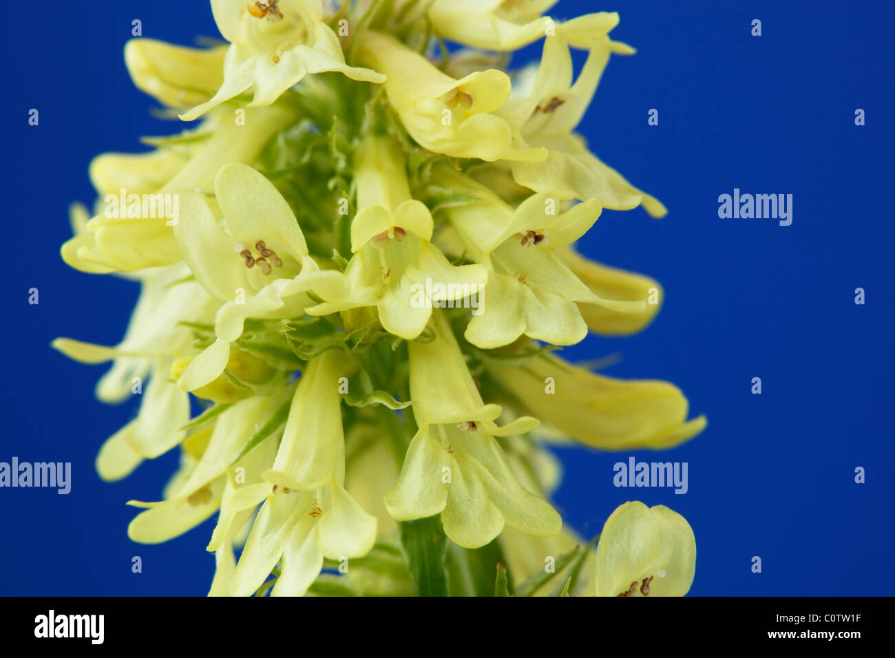 Penstemon confertus (Whorled penstemon Yellow penstemon) May Stock ...