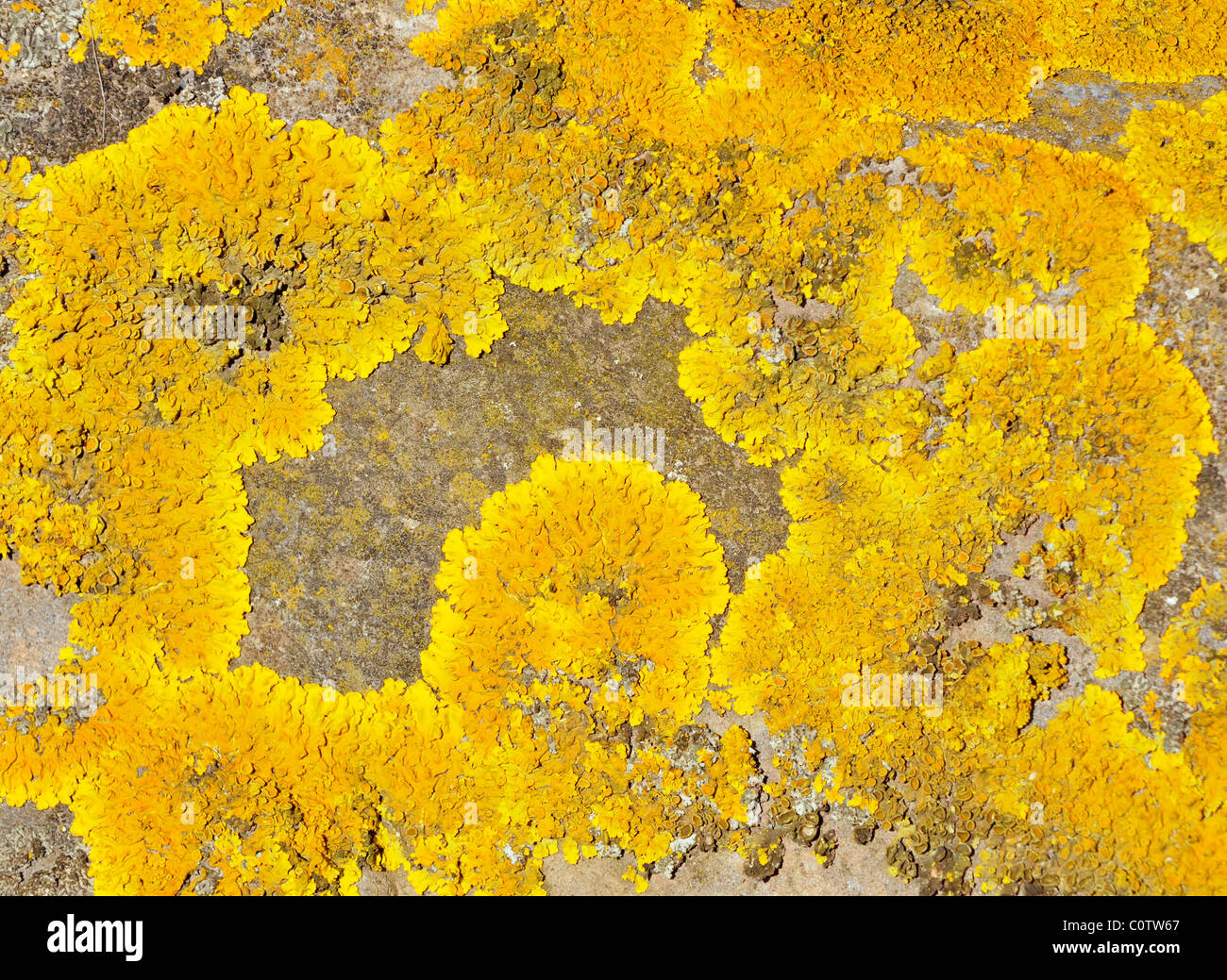 Yellow Scales Lichen on rock - Xanthoria parietina Stock Photo - Alamy