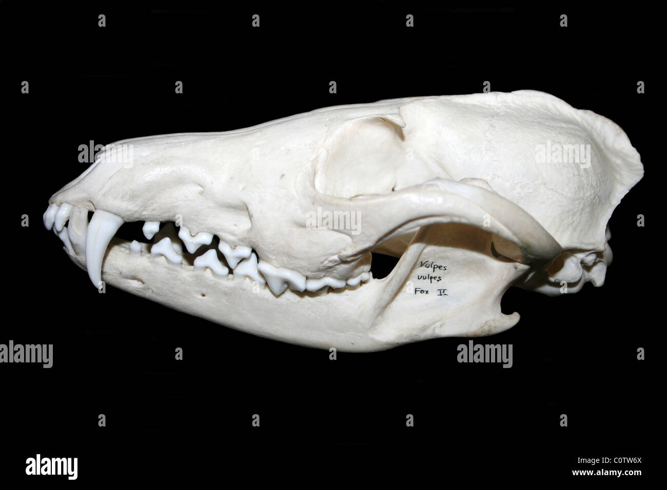 Fox vulpes vulpes Skull Stock Photo - Alamy