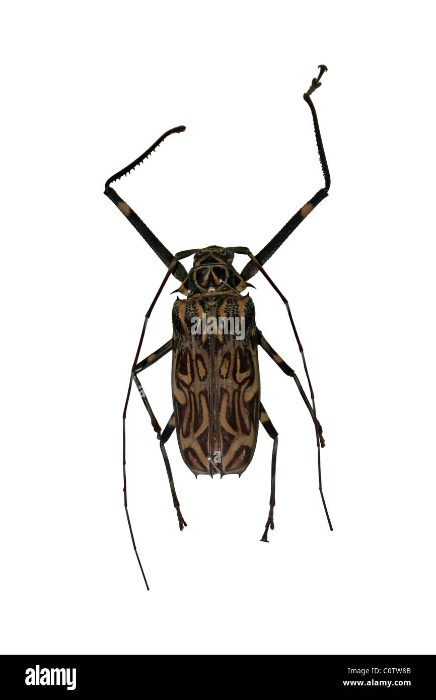 Mounted insects hi-res stock photography and images - Alamy