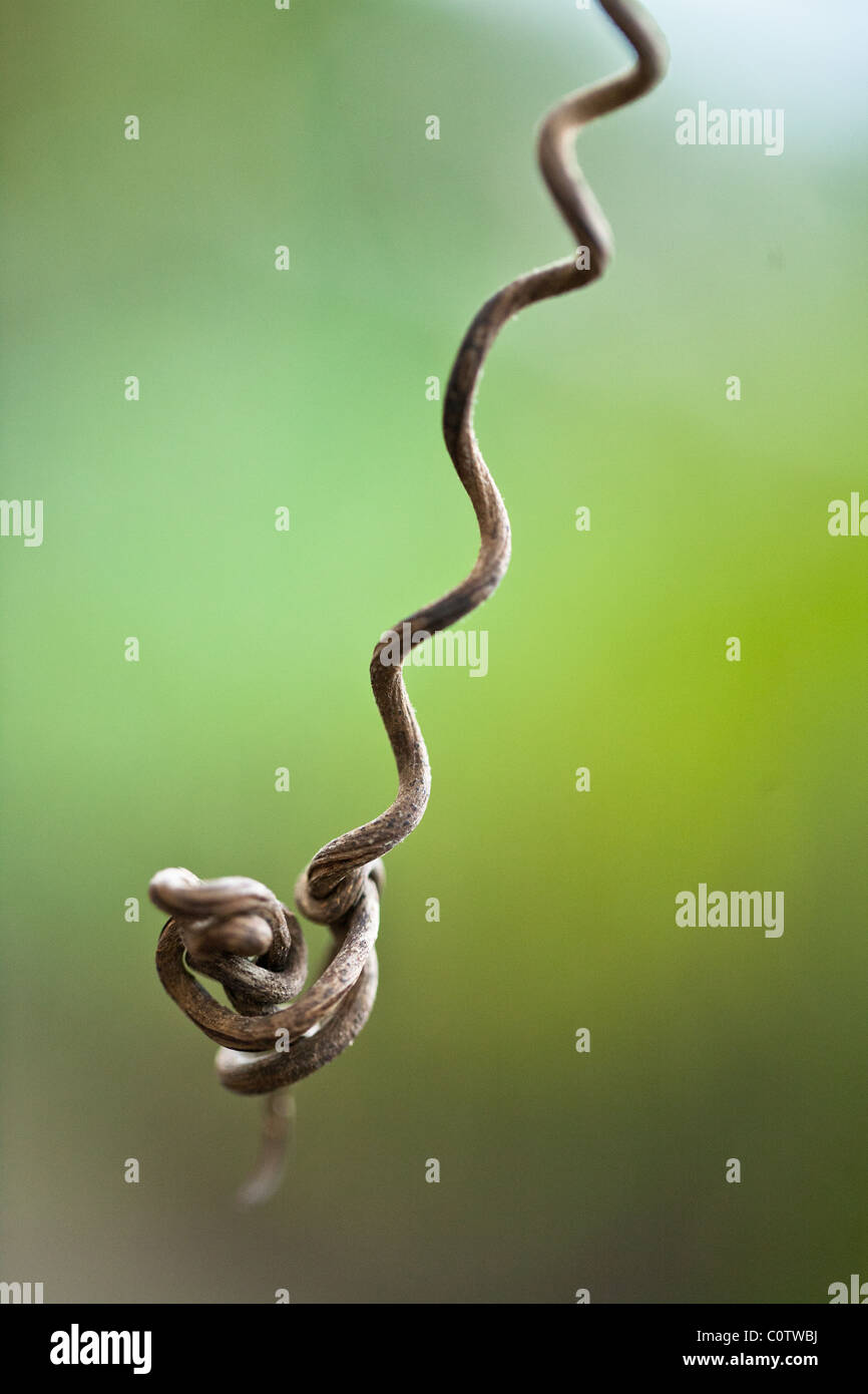 Closeup of creeper Stock Photo - Alamy