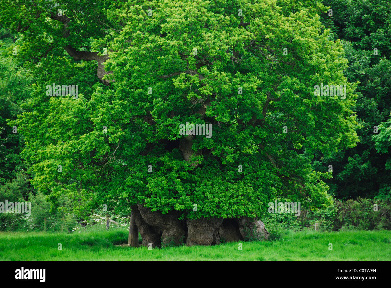 Judge Wyndham's hanging oak tree near Silton, Dorset Stock Photo - Alamy