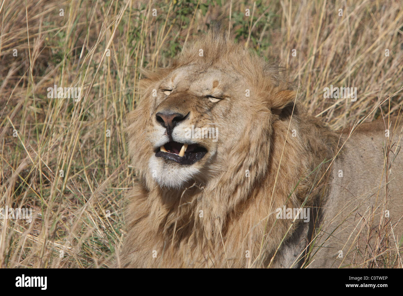 Comedy Smile Stock Photo - Alamy
