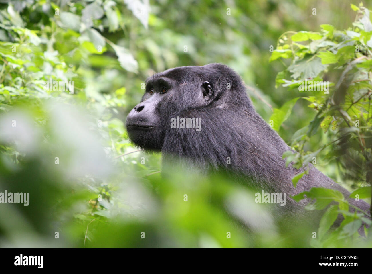 Blackback Mountain Gorilla Stock Photo - Alamy