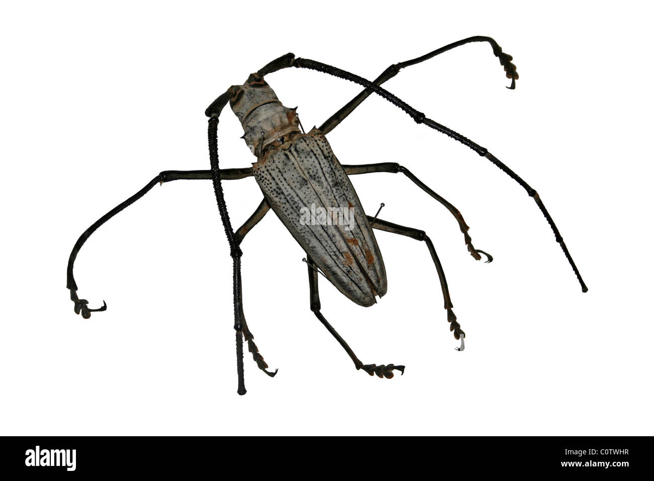 Longhorned beetles hi-res stock photography and images - Alamy