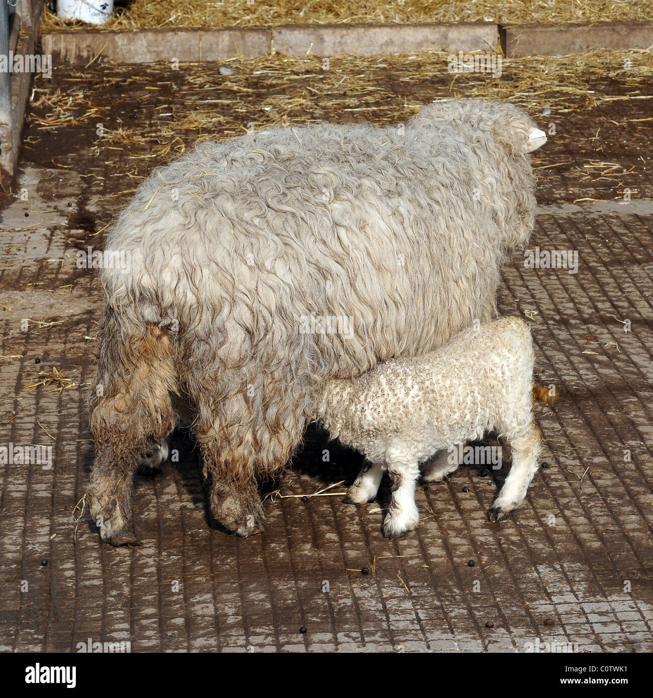 Feeding baby lamb hi-res stock photography and images - Alamy