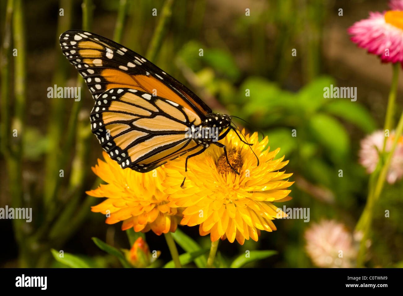Monarch butterflies danaus plexippus hi-res stock photography and ...