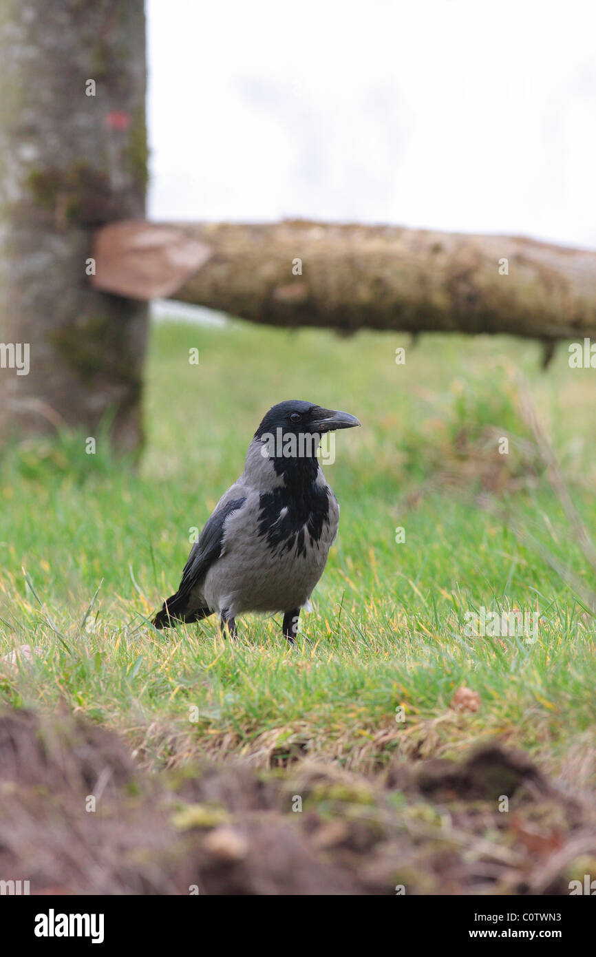 Sca vertebrate hi-res stock photography and images - Alamy