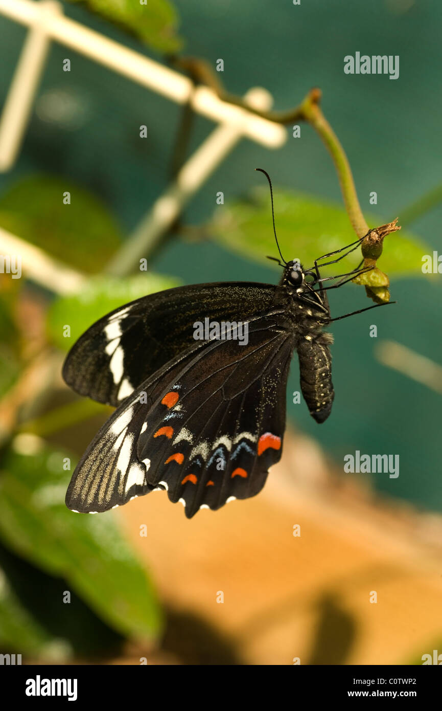 Male Orchard swallowtail (Papilio aegeus Stock Photo - Alamy