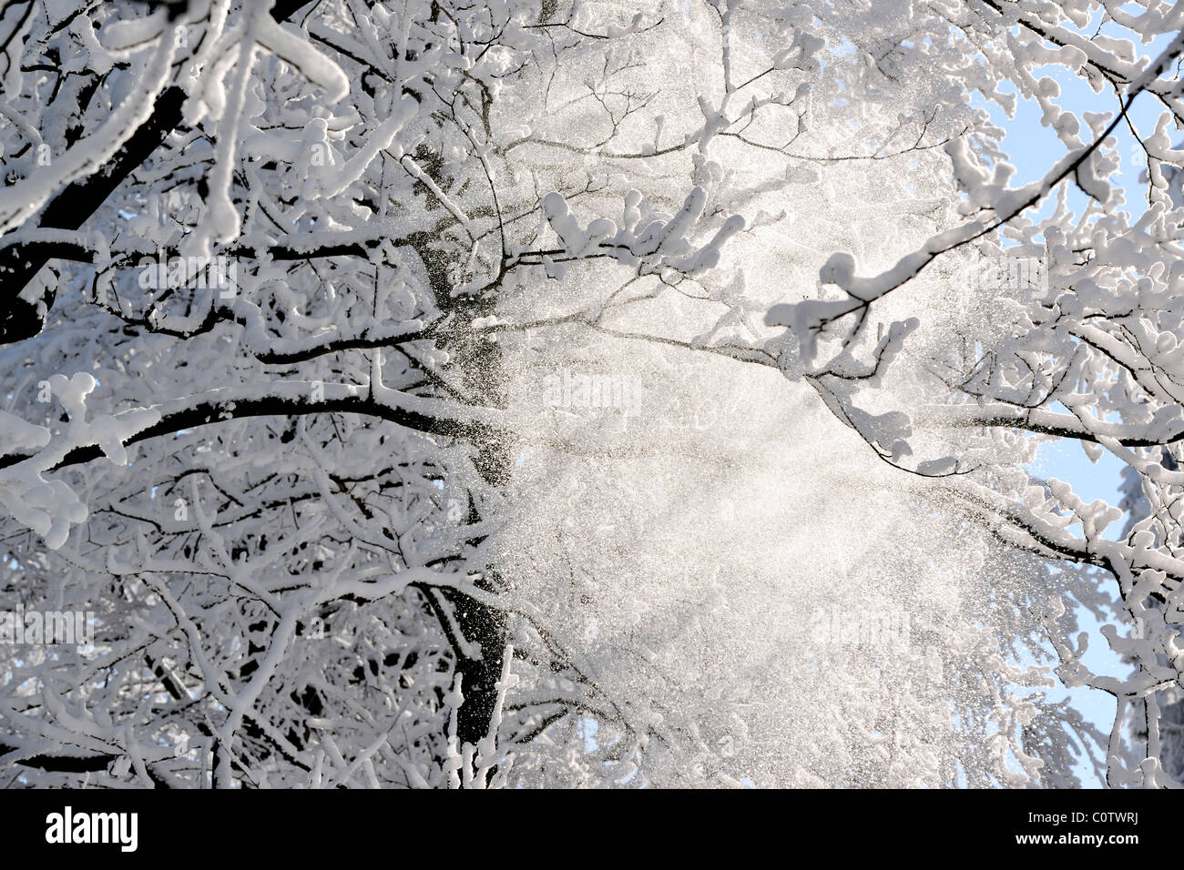 winter, snow, outdoor winter woods nature sun scenic, detail ...