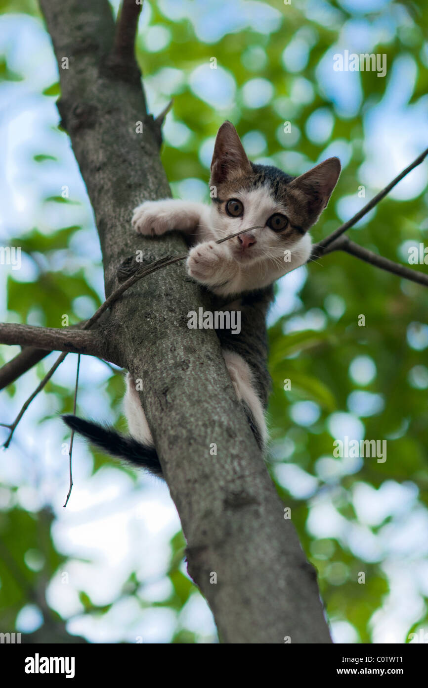 Little cat on a tree holding a branch and looking into the camera Stock ...