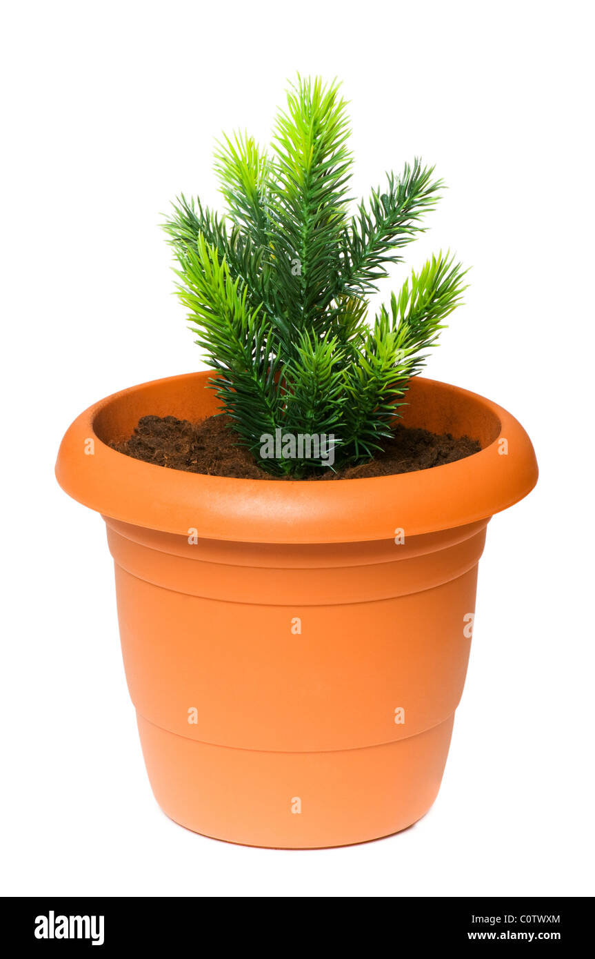 Green saplings growing in the clay pot Stock Photo - Alamy