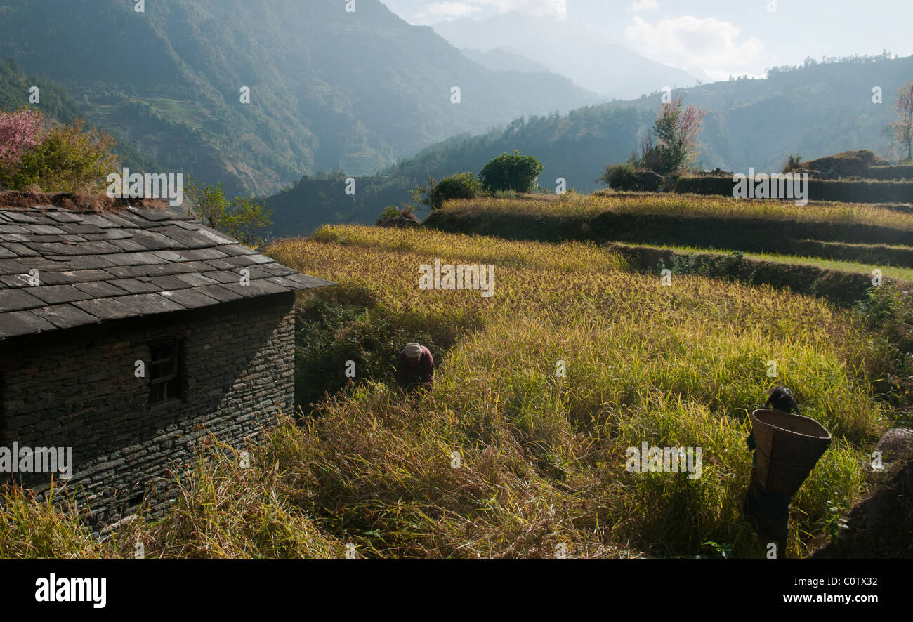 millet farmers in the Annapurna region of Nepal Stock Photo - Alamy