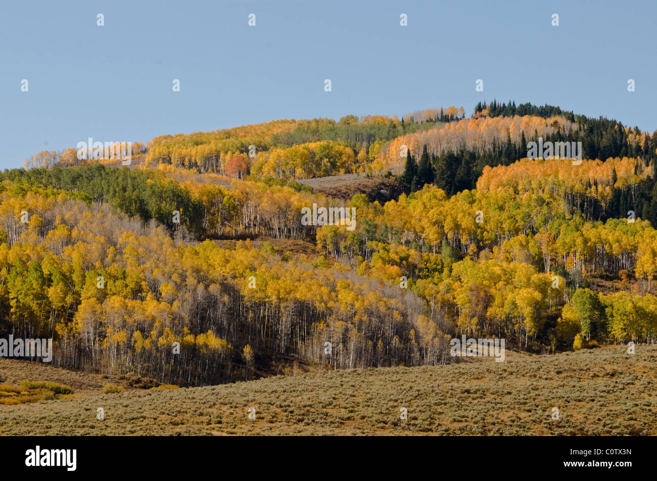 Aspens in Full Autumn Leaf,Leaves,Seasonal, Autumn Colorful, Colors ...