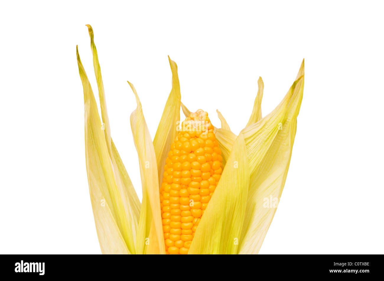 Corn cob isolated on the white background Stock Photo - Alamy