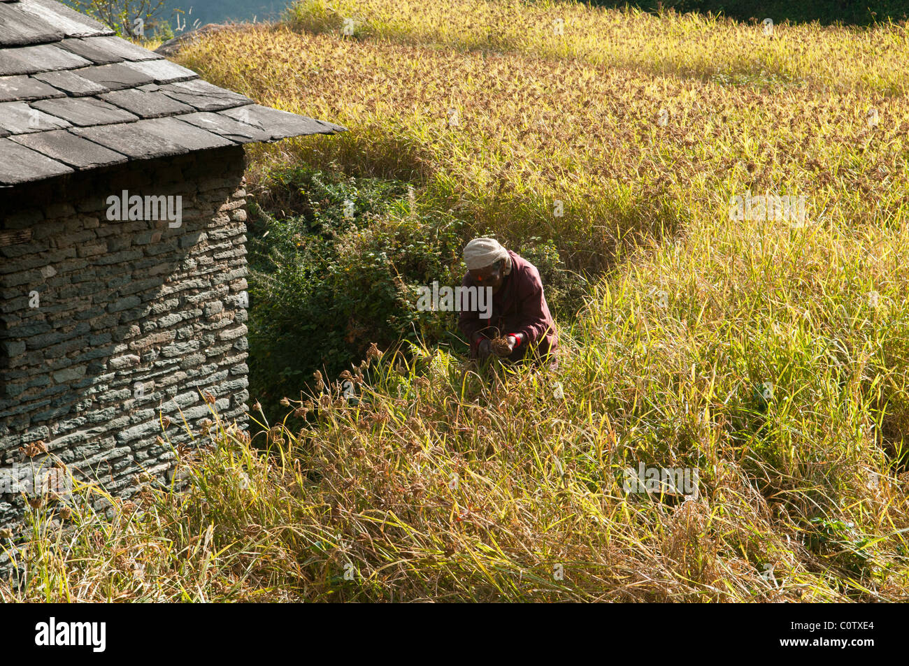 millet farmer in the Annapurna region of Nepal Stock Photo - Alamy