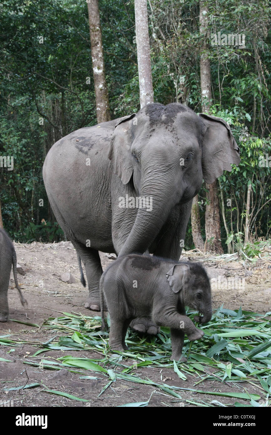 Baby asian elephant hi-res stock photography and images - Alamy