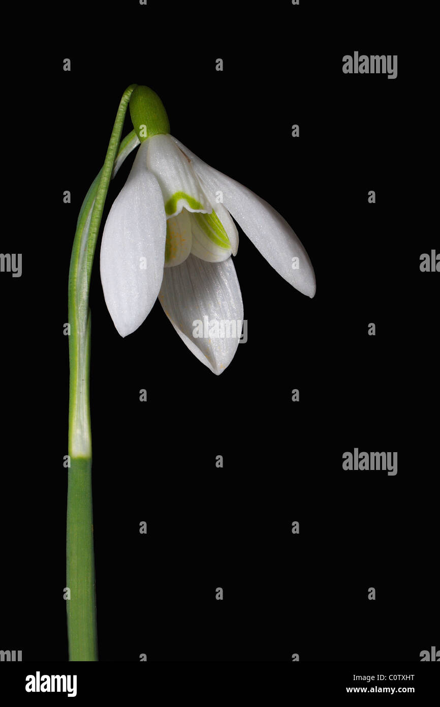 Cavan images hi-res stock photography and images - Alamy