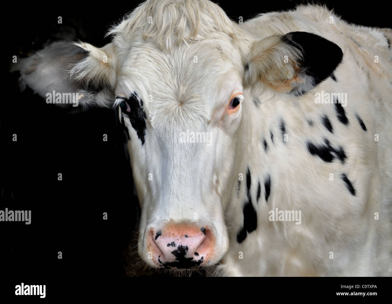 Friesian cow hi-res stock photography and images - Alamy