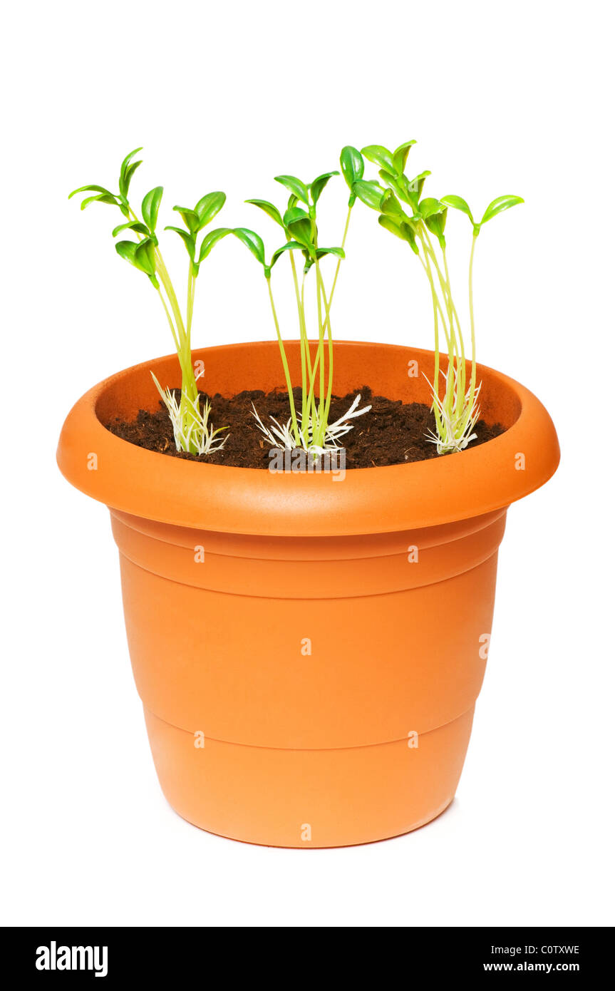 Green saplings growing in the clay pot Stock Photo - Alamy