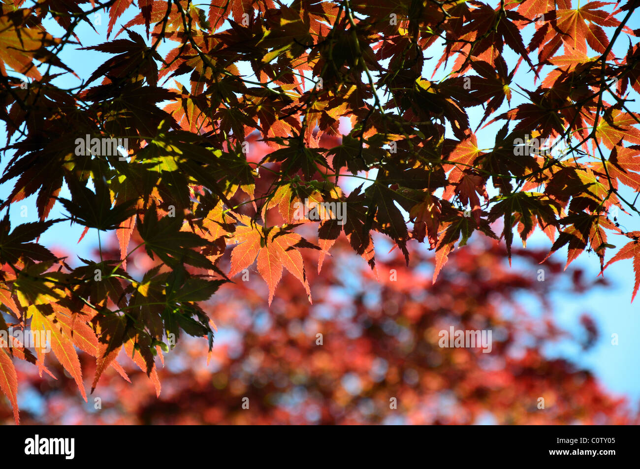 Copper leaves hi-res stock photography and images - Alamy