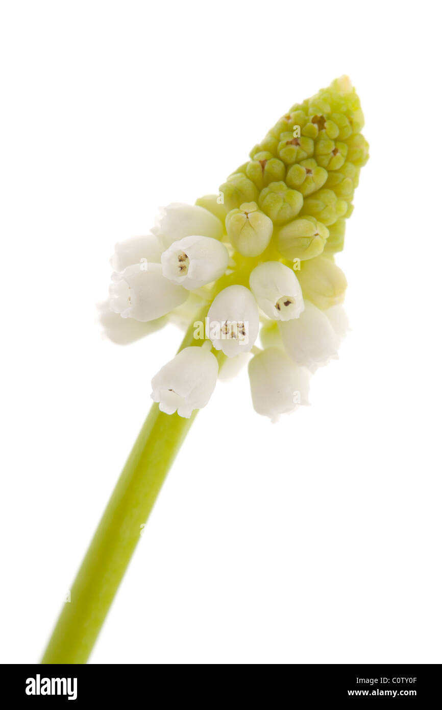 isolated White magic flower of Muscari botryoides Stock Photo - Alamy