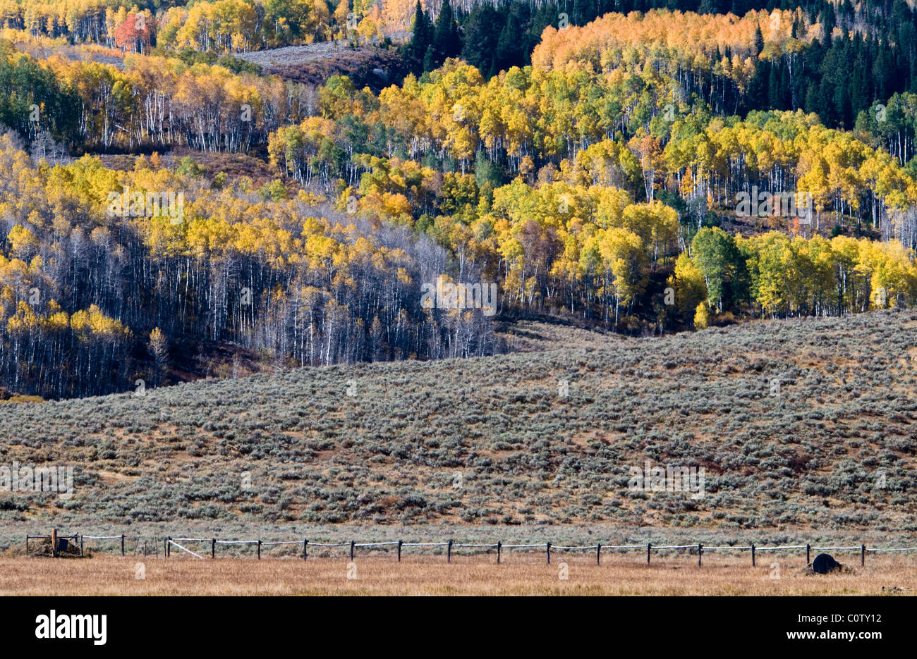 Aspens in Full Autumn Leaf,Leaves,Seasonal, Autumn Colorful, Colors ...