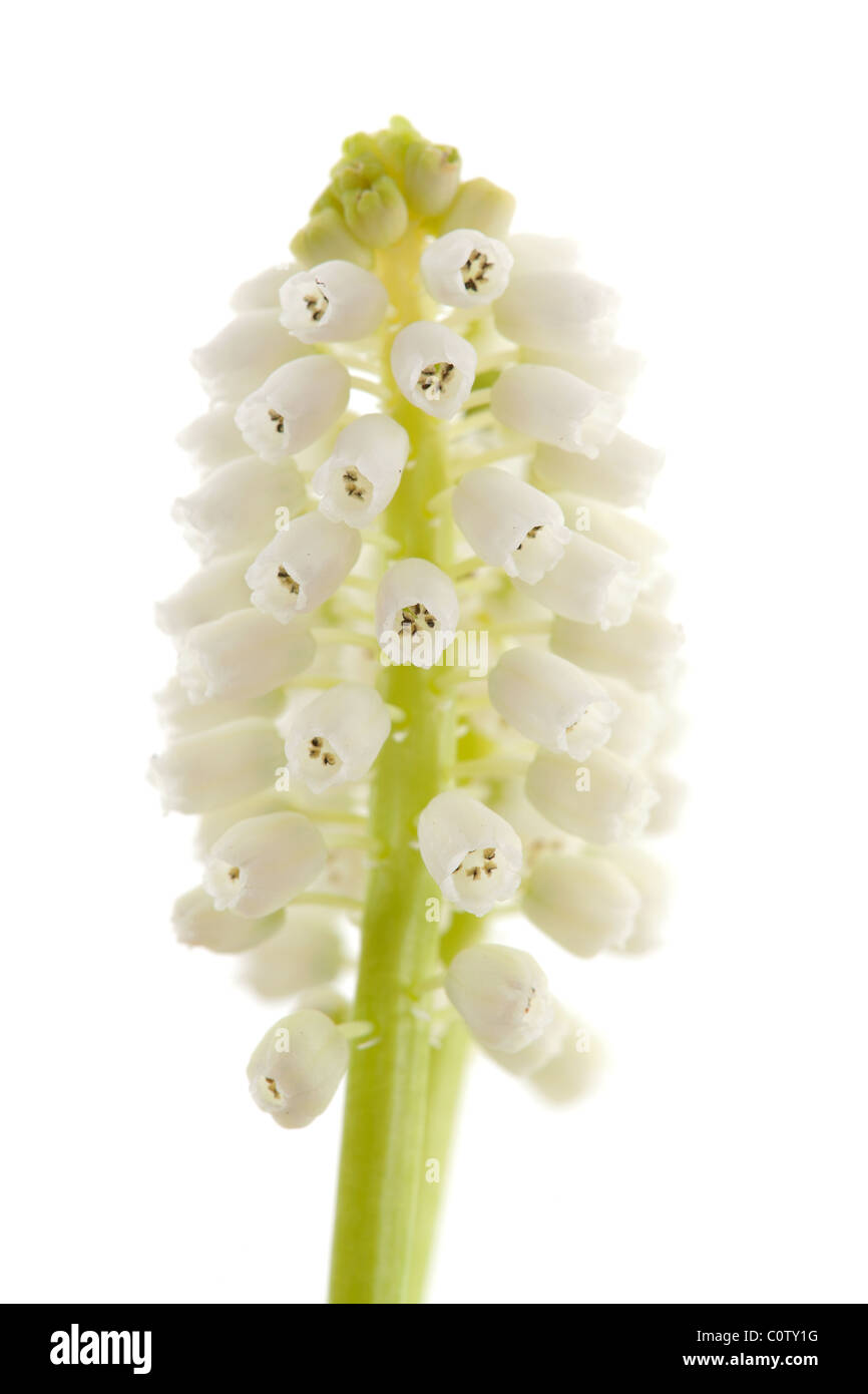 Magic flower hi-res stock photography and images - Alamy