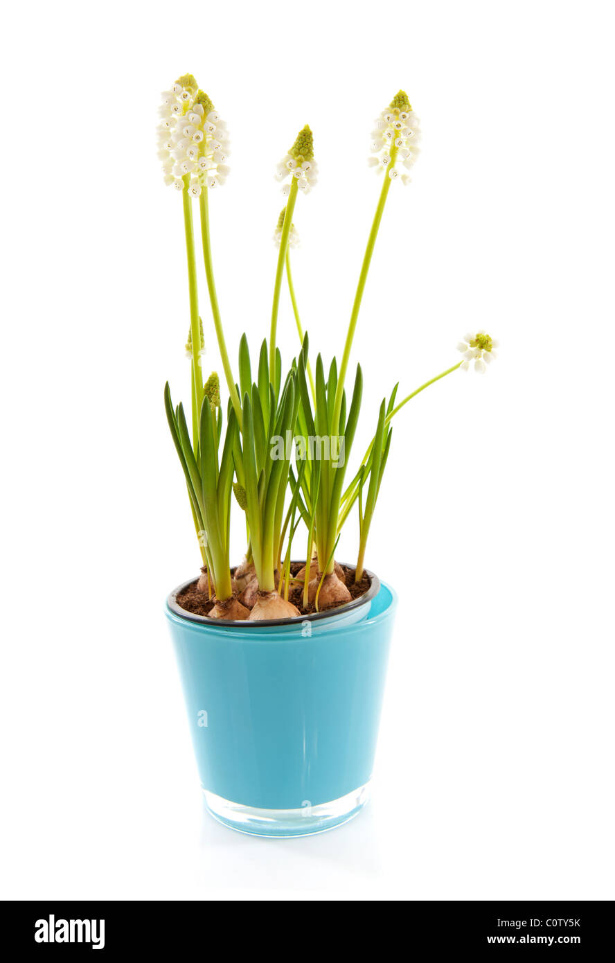 isolated White magic flower of Muscari botryoides in blue pot Stock ...