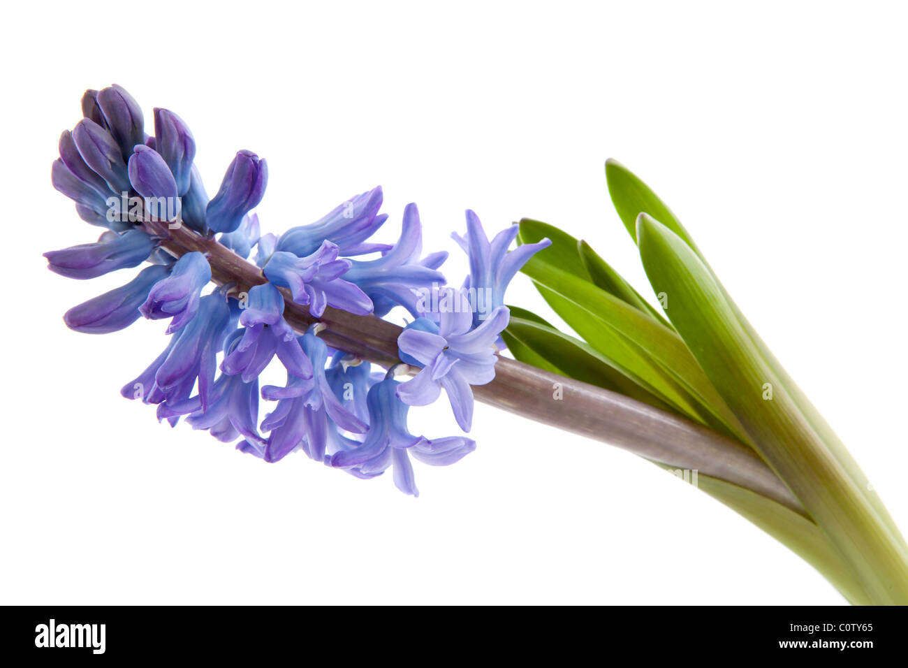 Purple hyacinthus flower in closeup over white background Stock Photo ...