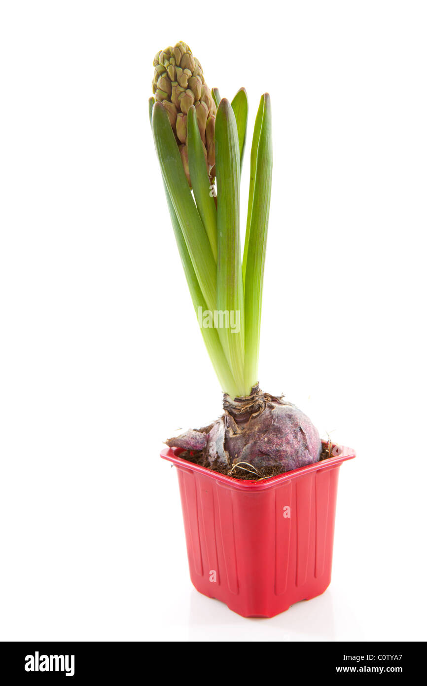 red hyacinthus flower in closeup over white background Stock Photo - Alamy