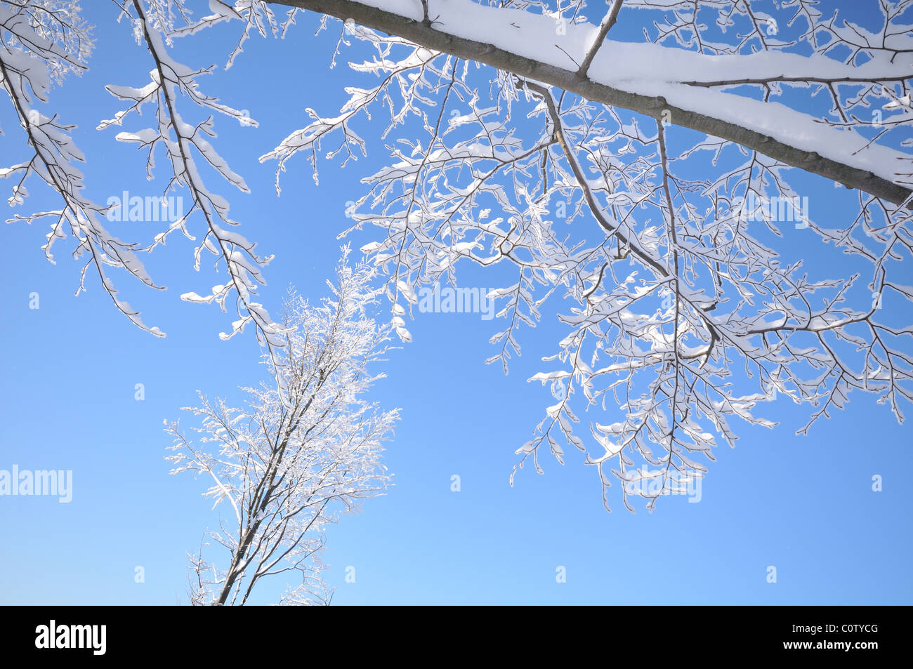 Trees in winter covered by frost Stock Photo - Alamy