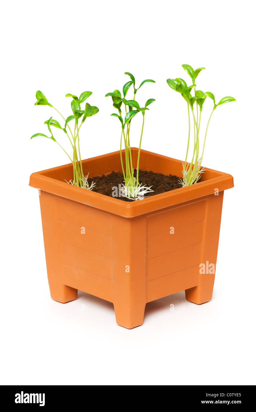Green saplings growing in the clay pot Stock Photo - Alamy