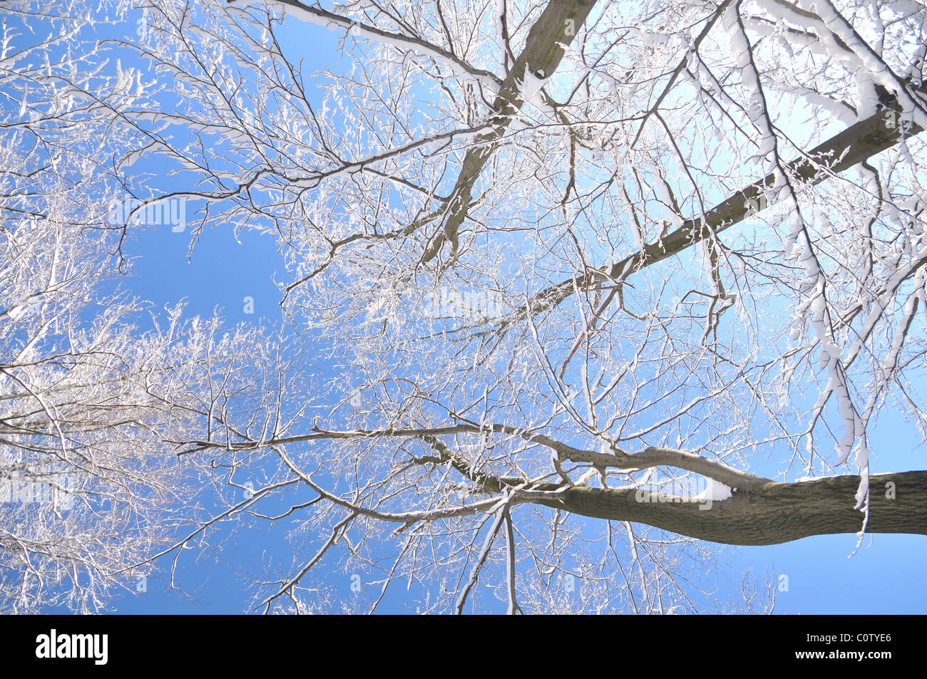Trees in winter covered by frost Stock Photo - Alamy