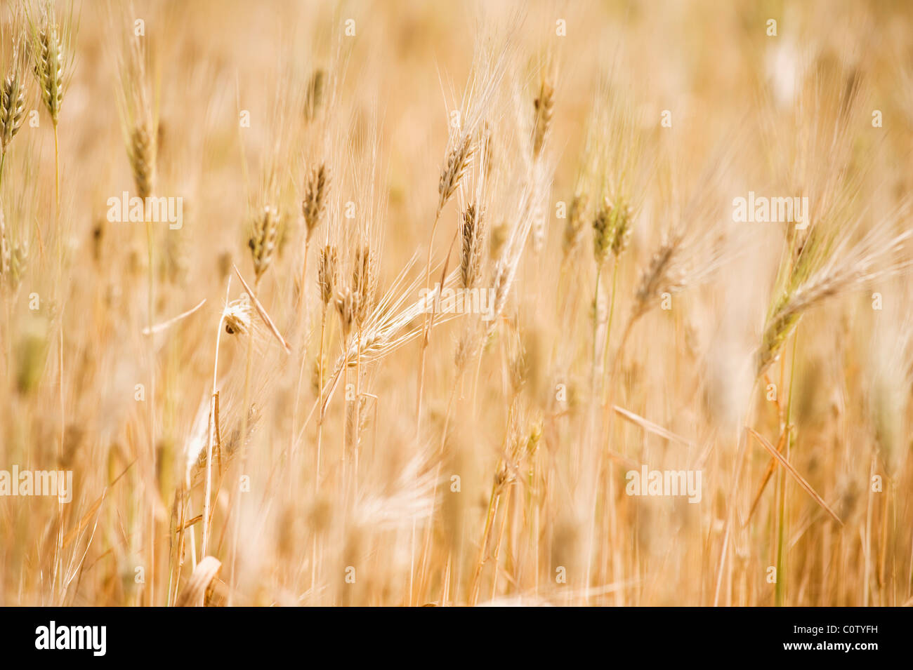 Wheat crop in a field Stock Photo - Alamy