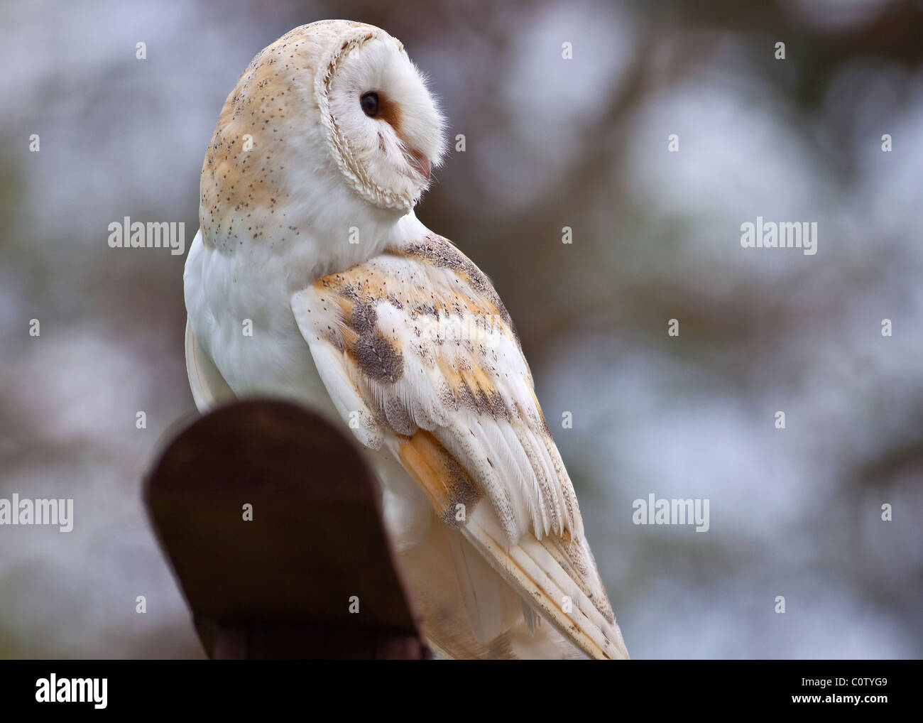 Barn owl on perch Stock Photo - Alamy
