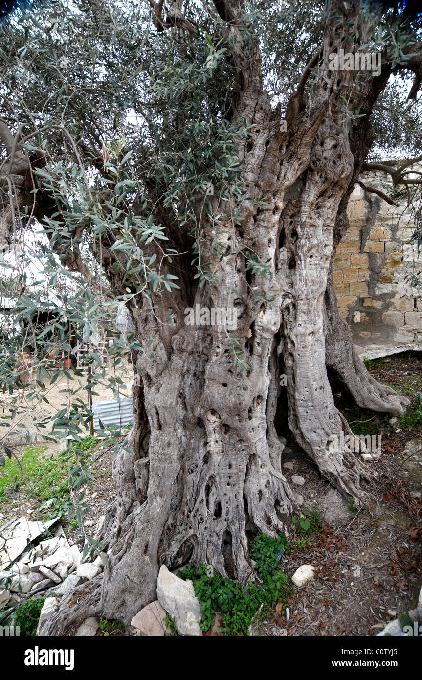 A remarkable very old Olive Tree reputed to be over 3000 years old in ...