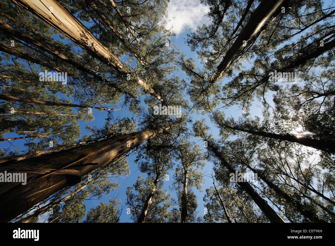 The eucalyptus trees of Sherbrooke Forest, Dandenongs, Victoria ...