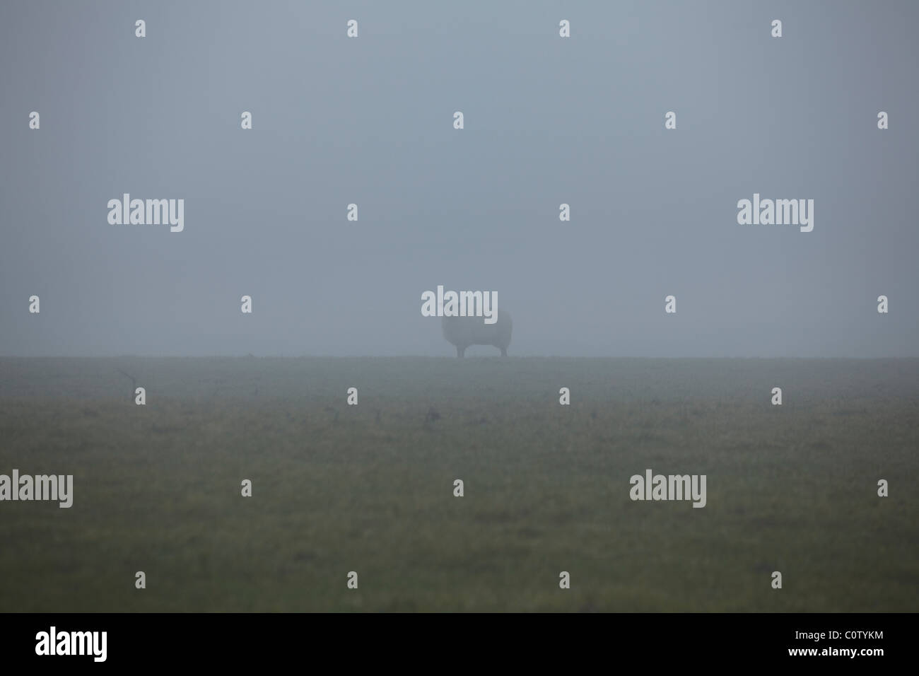 One sheep in mist hi-res stock photography and images - Alamy
