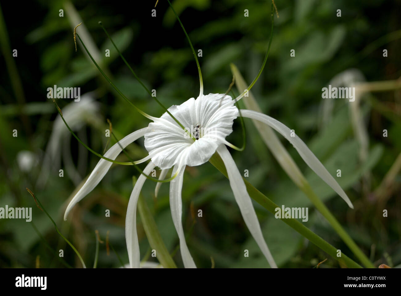 Spider lily hi-res stock photography and images - Alamy