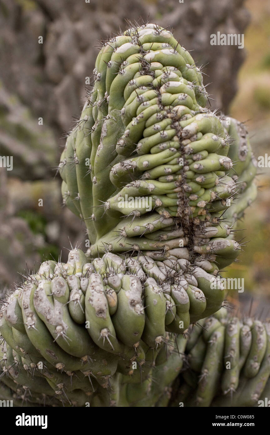 Detail of a monstrose variety of a cactus Stock Photo - Alamy