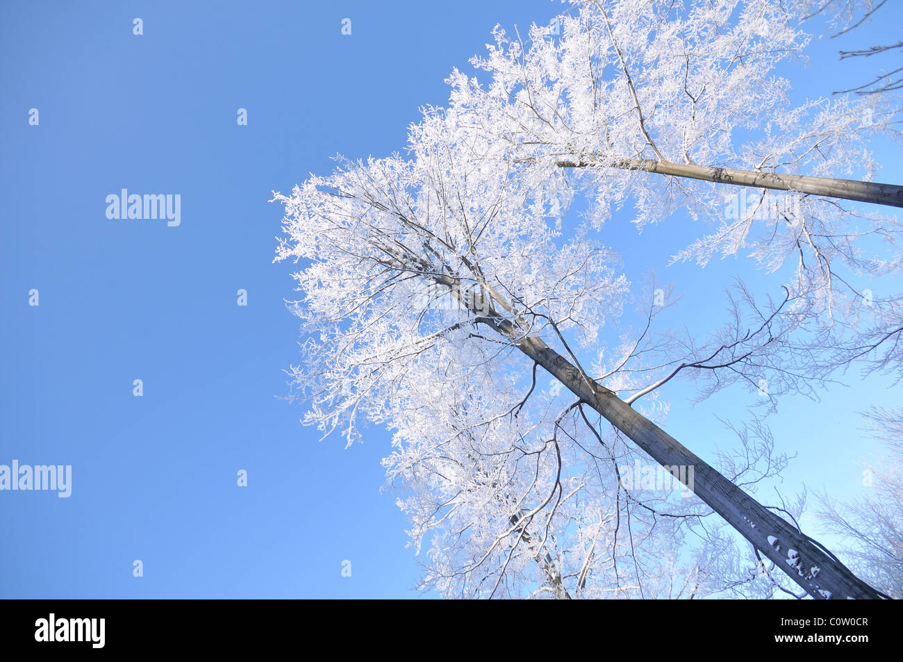 Trees in winter covered by frost and snow Stock Photo - Alamy