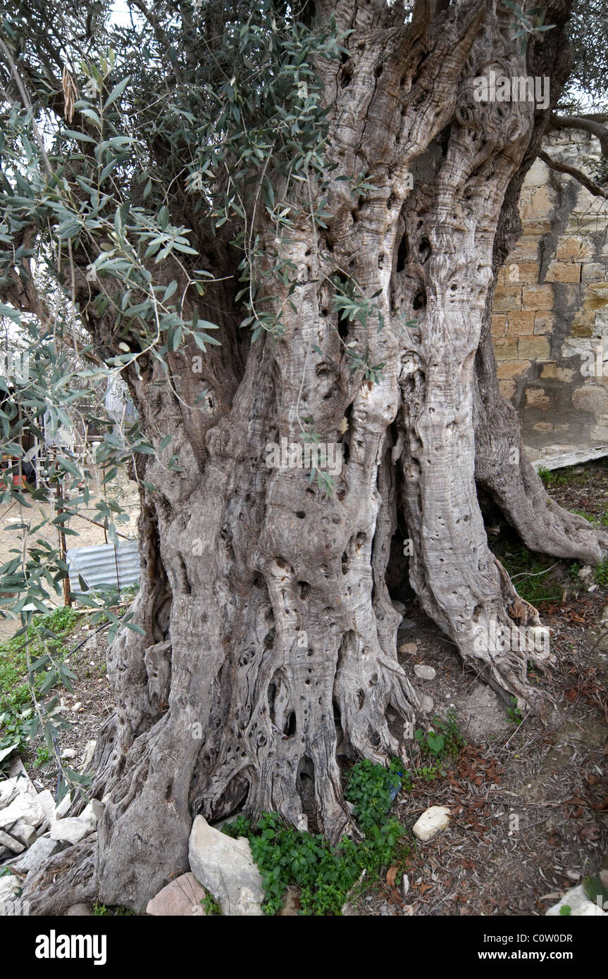 A remarkable very old Olive Tree reputed to be over 3000 years old in ...