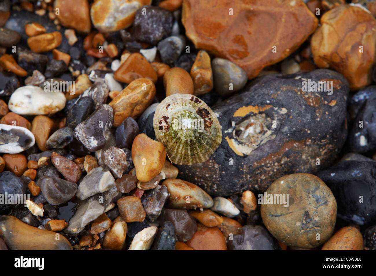 beach shells and stones Stock Photo - Alamy