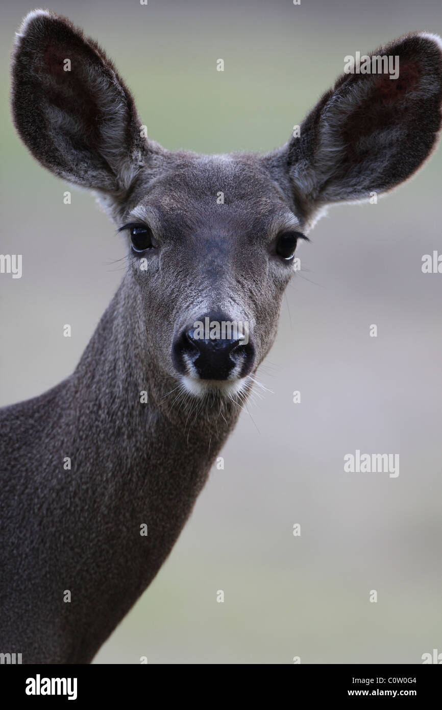 White tailed deer Stock Photo - Alamy