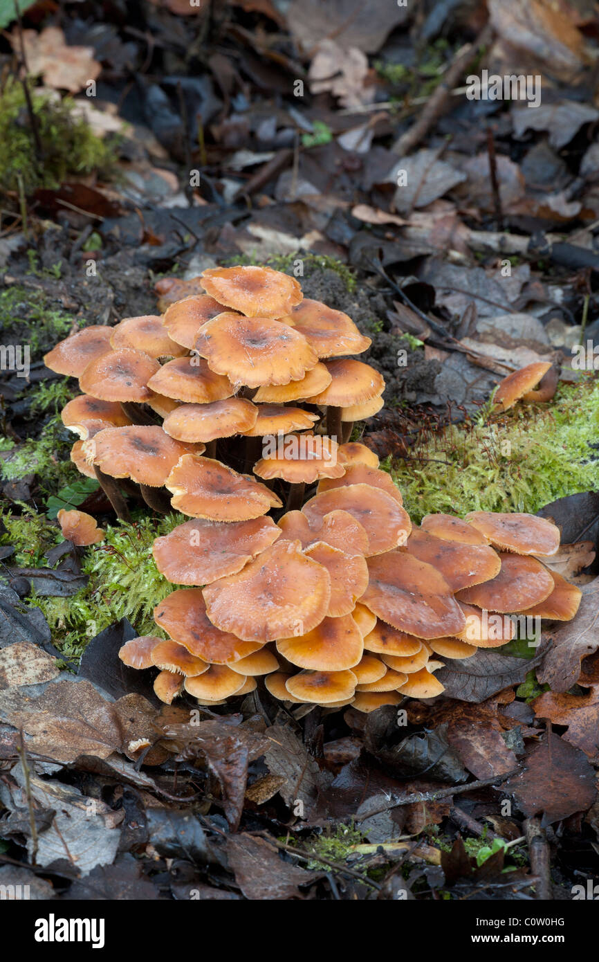 Velvet Shank (Velvet Foot) Flammulina velutipes fruiting bodies growing ...