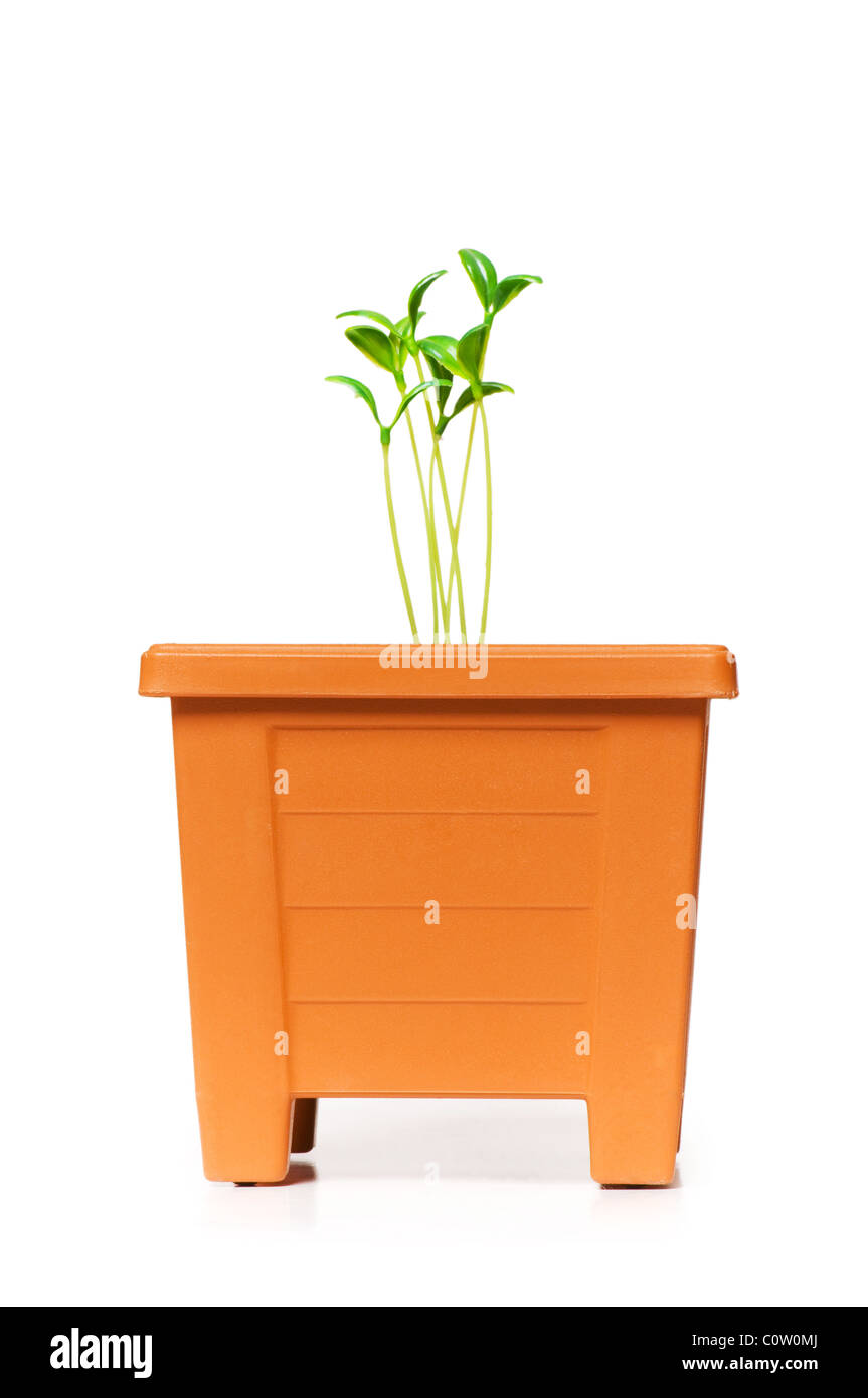 Green saplings growing in the clay pot Stock Photo - Alamy