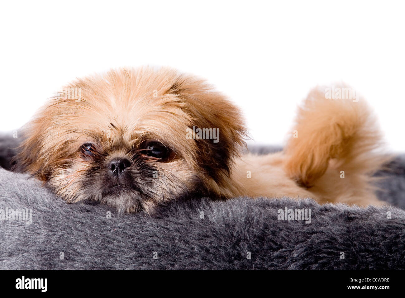 Cute little pekingese dog isolated on white Stock Photo - Alamy